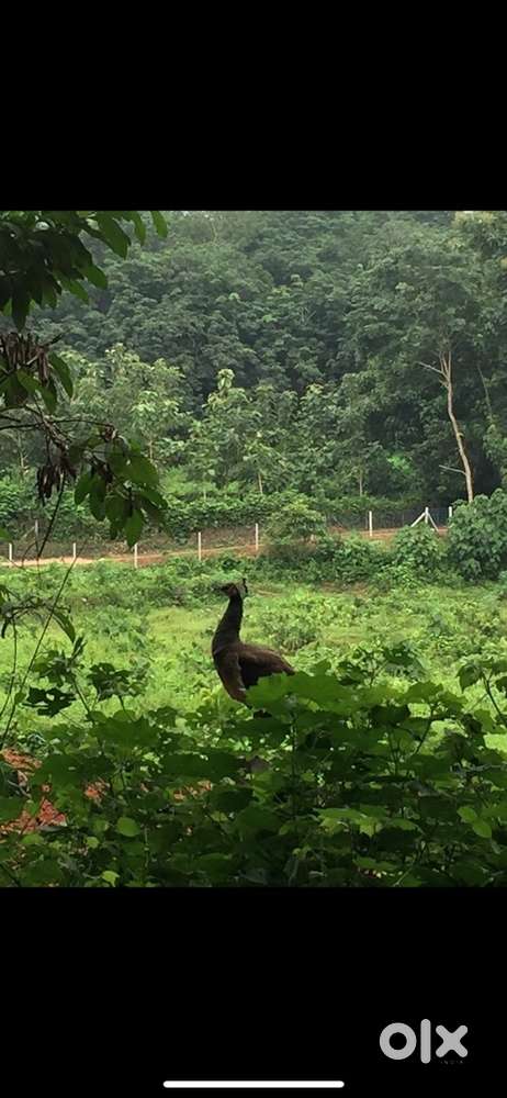 Farm Plot for Lease - Lands & Plots - 1815679336