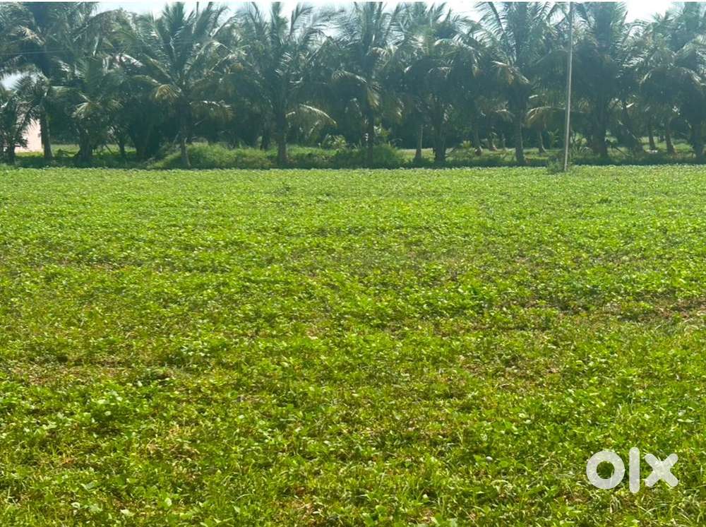 Land / Agricultural land - Lands & Plots - 1816232489