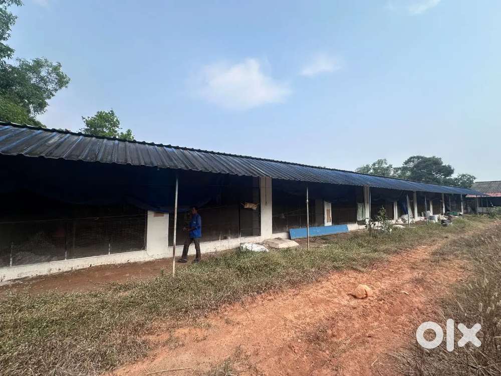 Chicken farm for rent - Lands & Plots - 1802978767