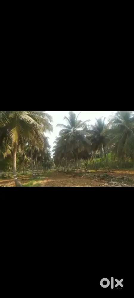 7 acre coconut plantation for sale in Nanjangud - Mysore district ...