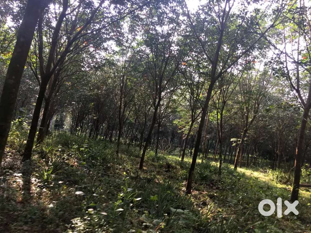 25 Acres of water front Land for sale in ILLITHODE, Kodanad - Lands ...