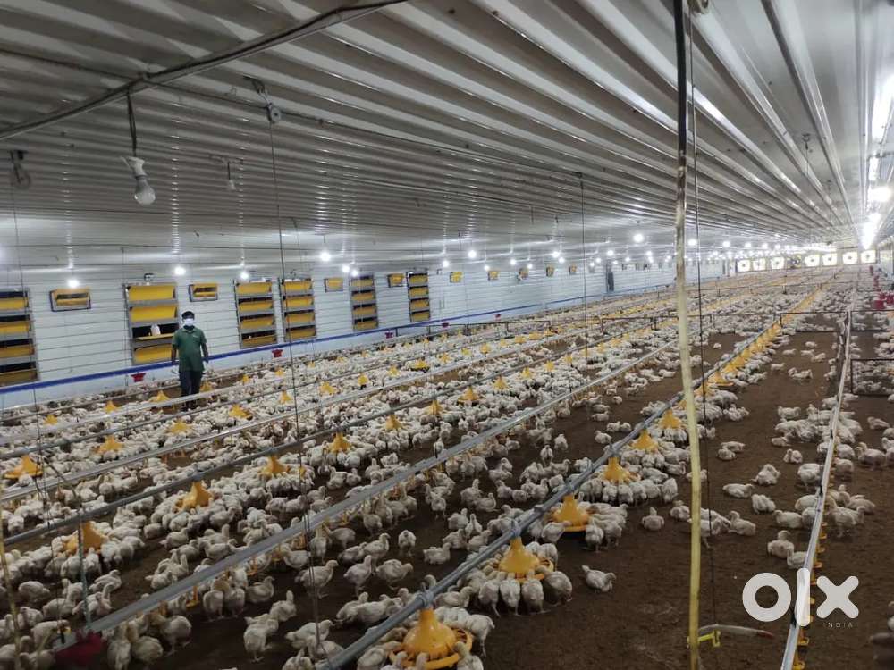 Fully automatic 20000 capacity EC poultry farm on sale - Lands & Plots ...