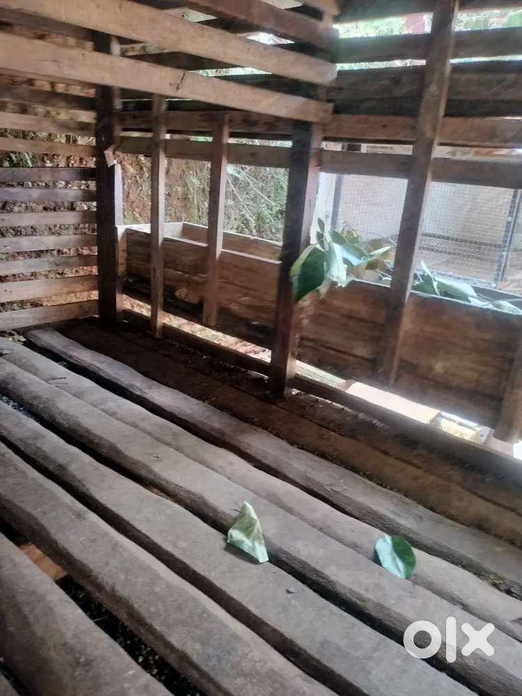 Goat Hut Selling - Other Household Items - 1827816277